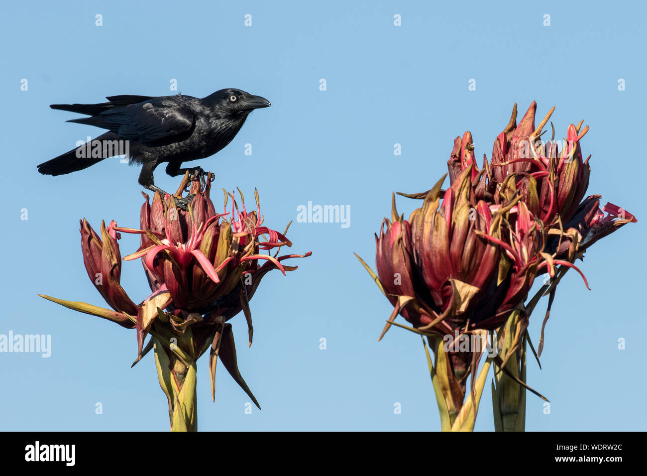 Australian Raven resting on Gymea Lily Stock Photo - Alamy