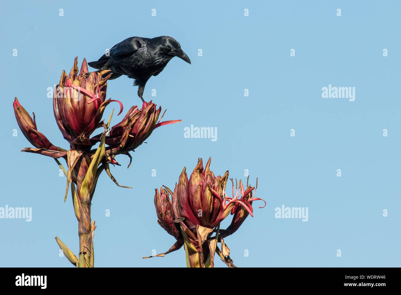 Australian Raven resting on Gymea Lily Stock Photo - Alamy