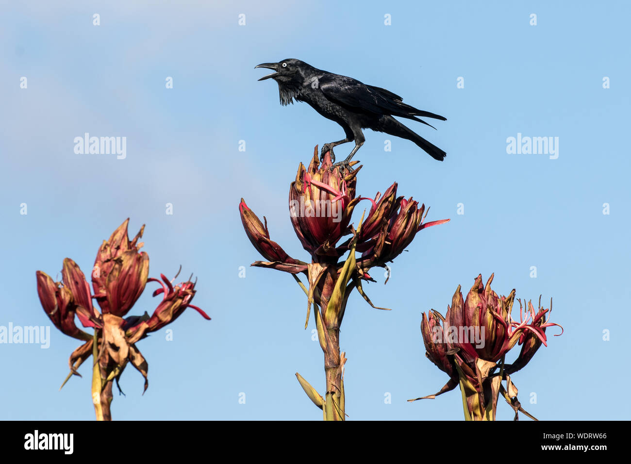 Australian Raven resting on Gymea Lily Stock Photo - Alamy