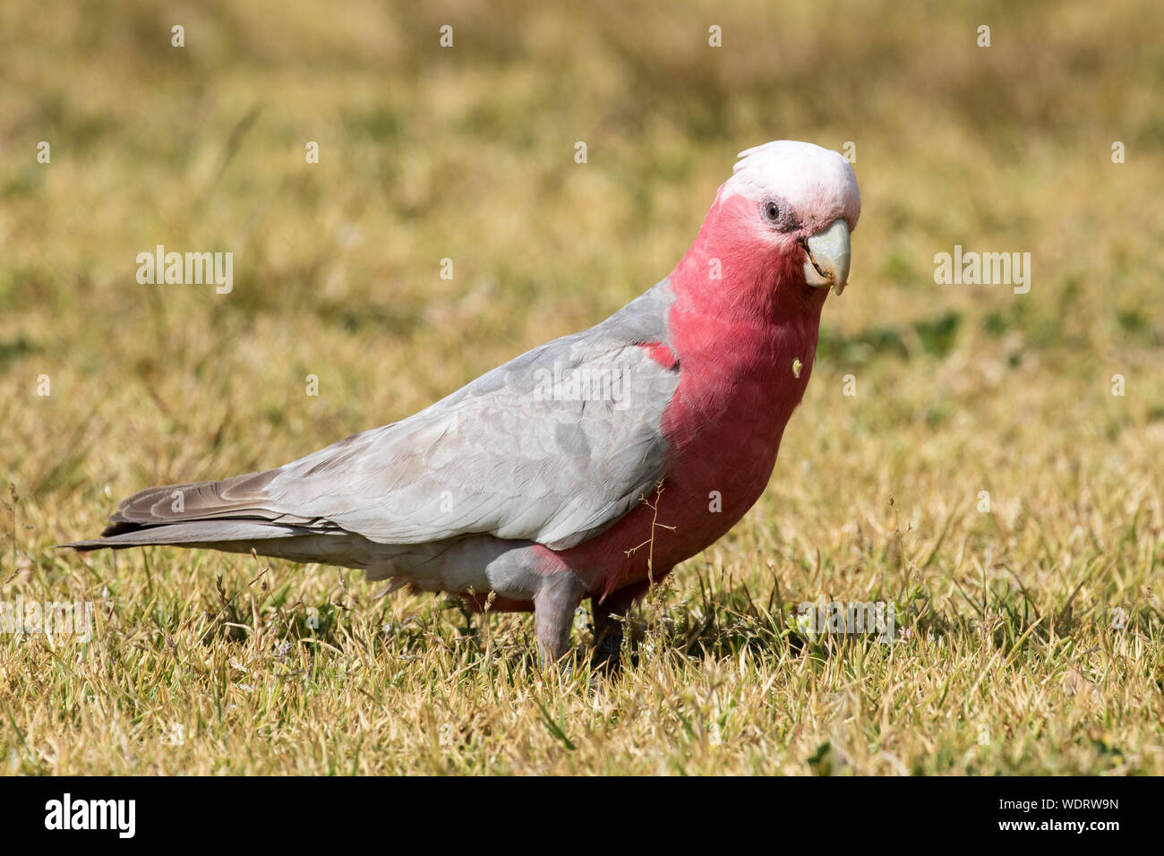 Australian Pink and Grey Galah Stock Photo - Alamy