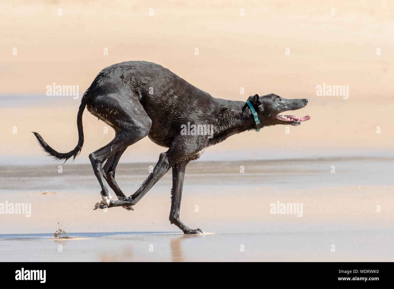 Greyhound on beach hi-res stock photography and images - Alamy