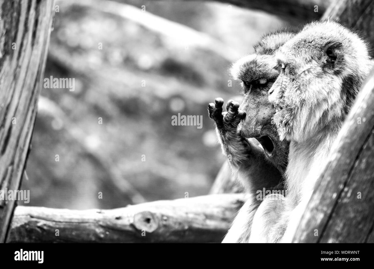 Monkey with open mouth Black and White Stock Photos & Images - Alamy
