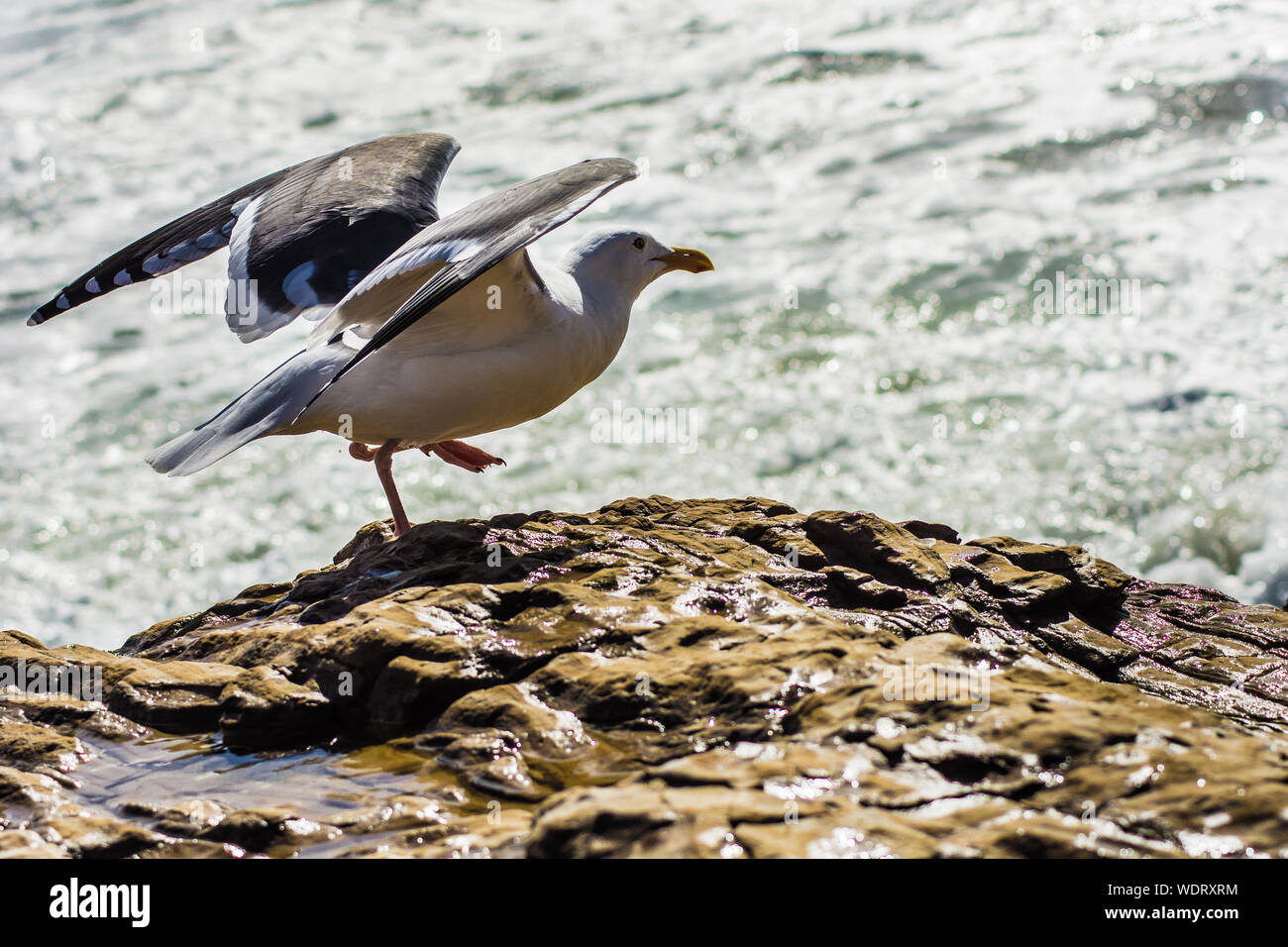 Bird leg in water hi-res stock photography and images - Alamy