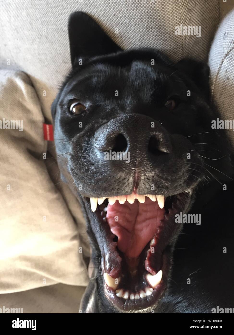 Are Rhodesian Ridgeback Aggressive