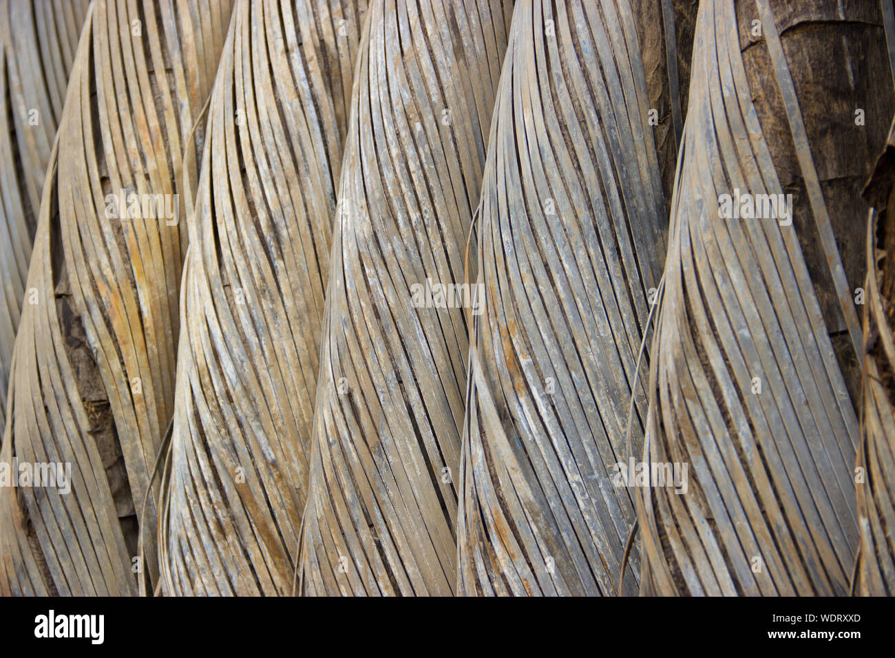 Dried palm hi-res stock photography and images - Alamy