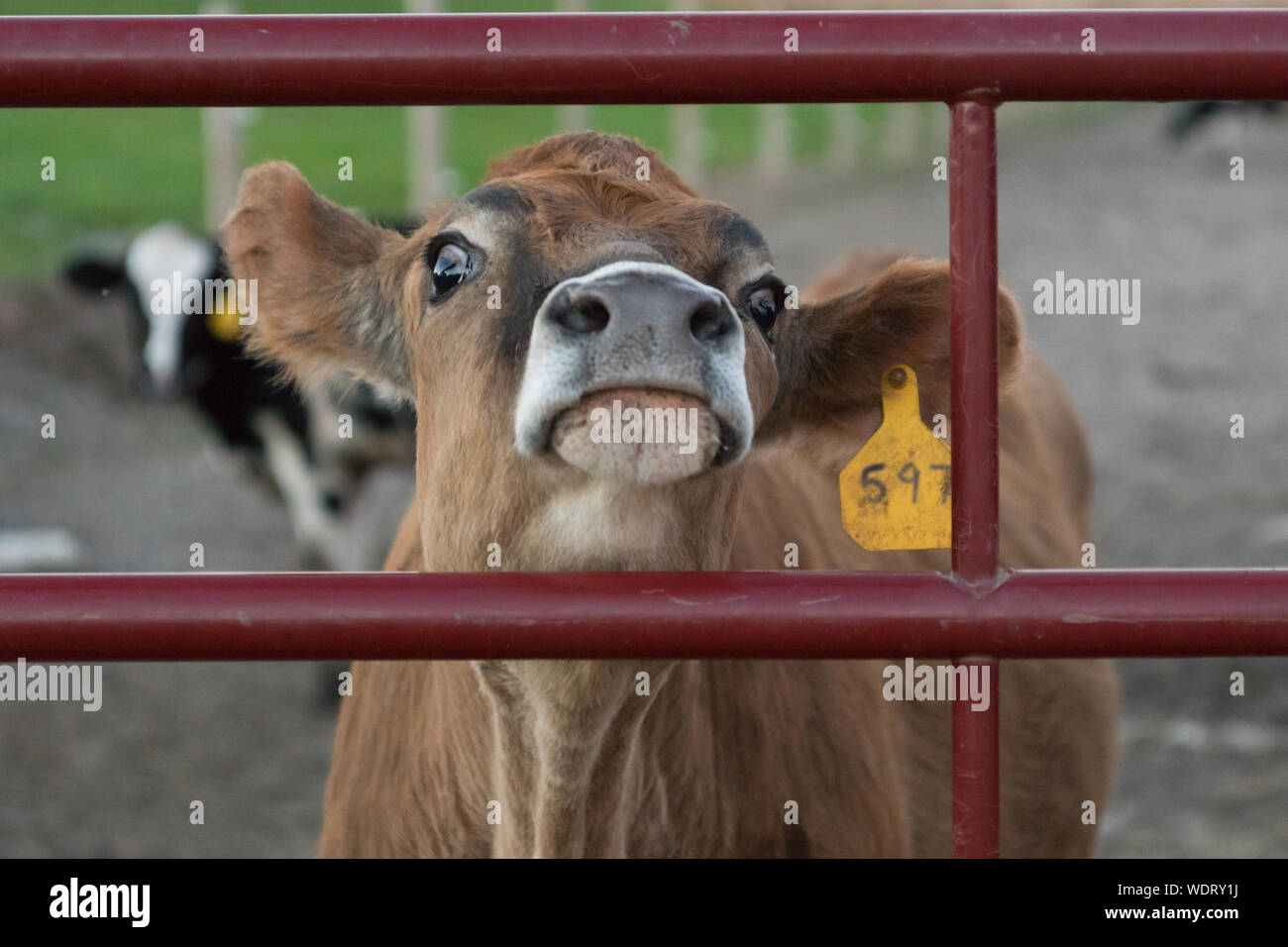 Cow behind bars hi-res stock photography and images - Alamy