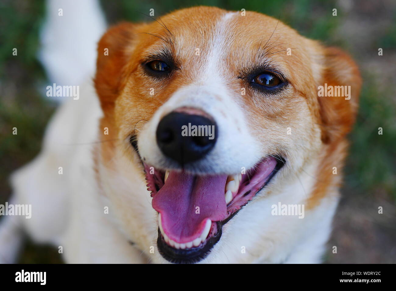 Rough Collie High Resolution Stock Photography and Images - Alamy