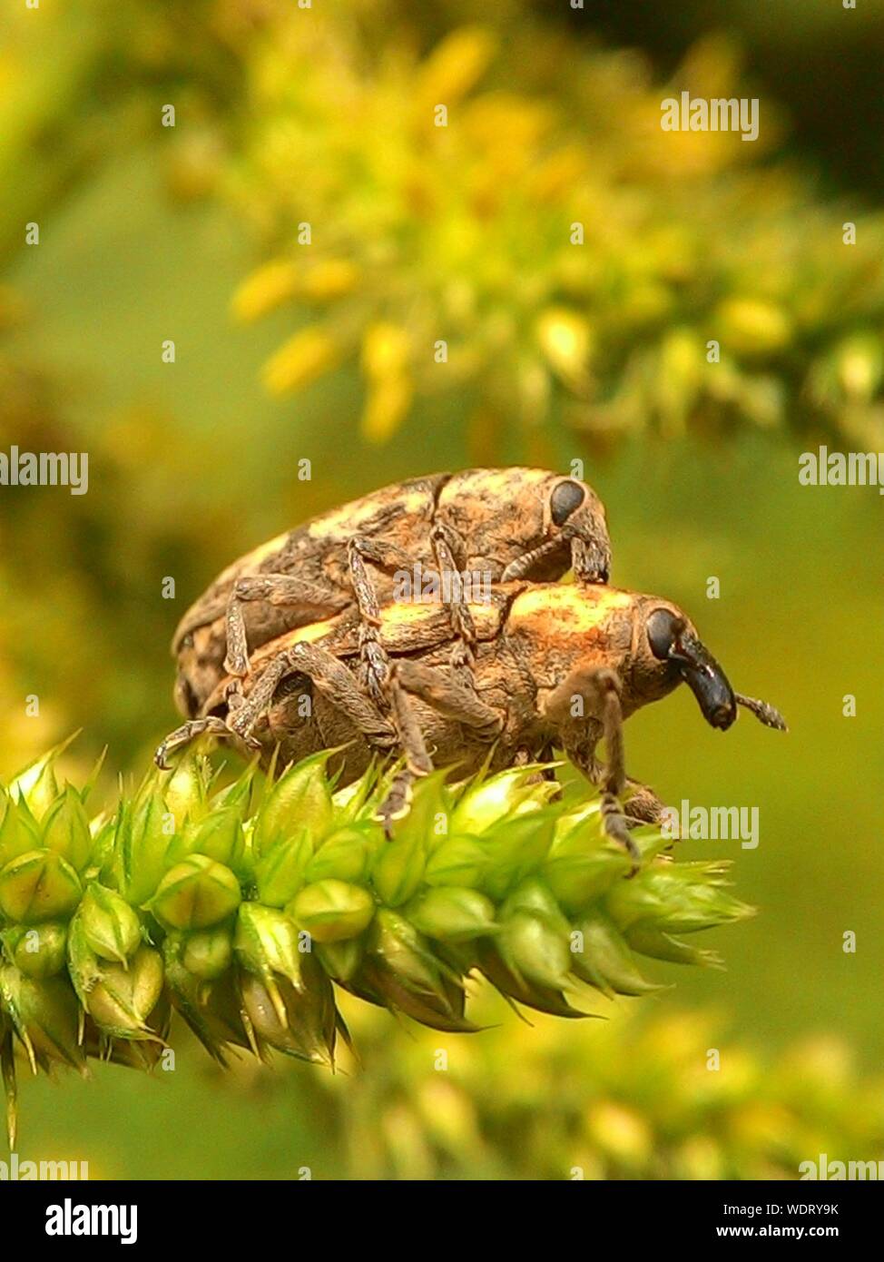 Weevils mating hi-res stock photography and images - Alamy