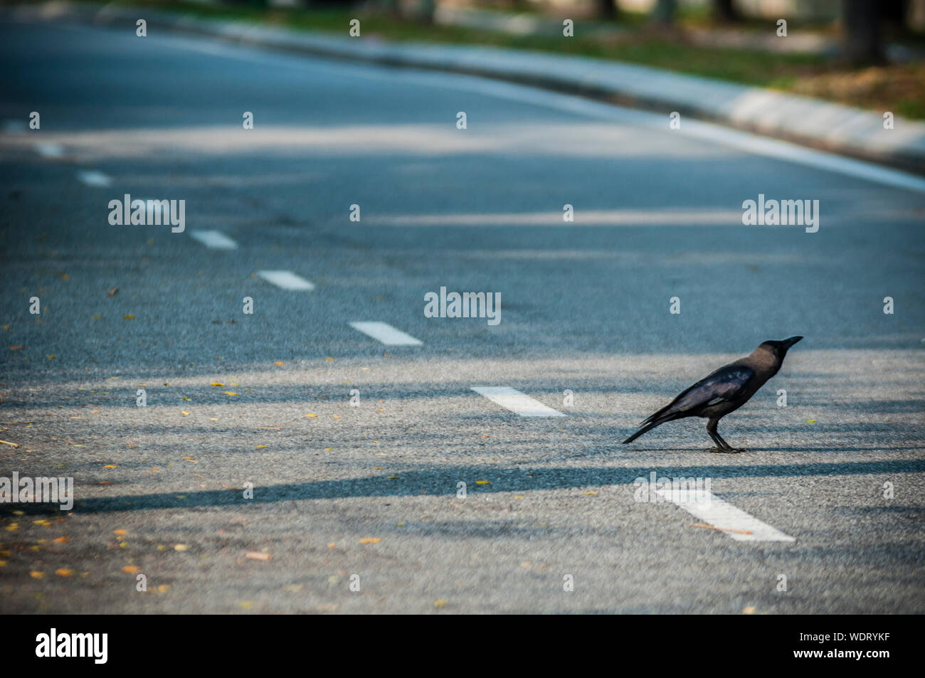 Raven foreground hi-res stock photography and images - Alamy