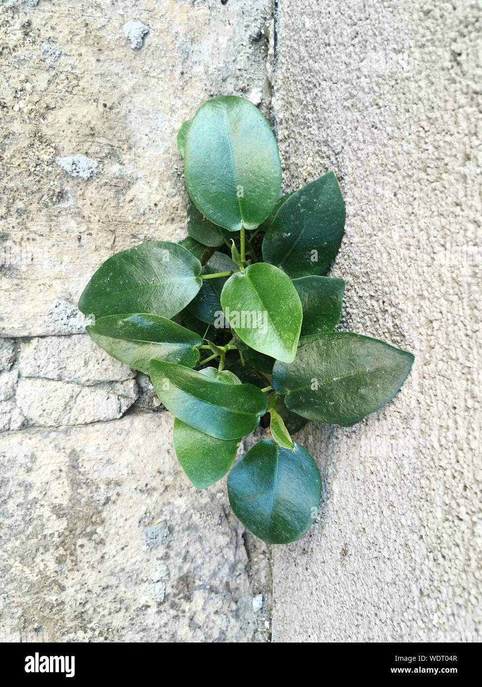 Damaged exterior wall hi-res stock photography and images - Alamy