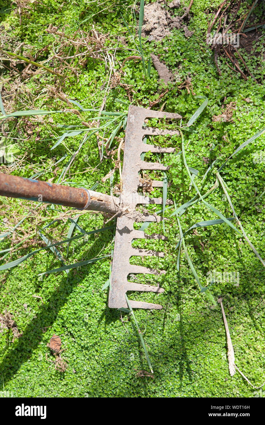 Rake moss on grass hi-res stock photography and images - Alamy
