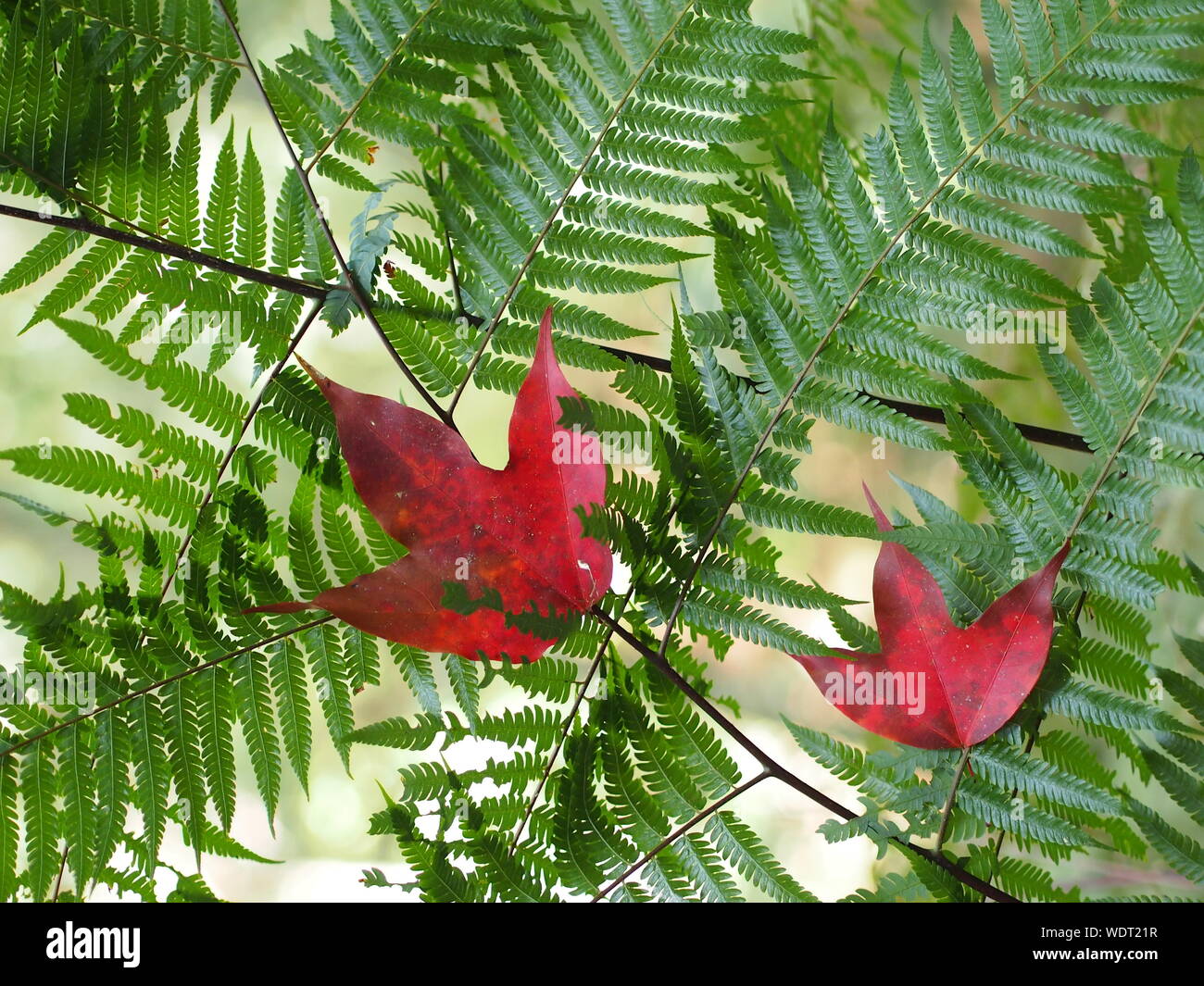 Falling red maple tree leaves hi-res stock photography and images - Alamy