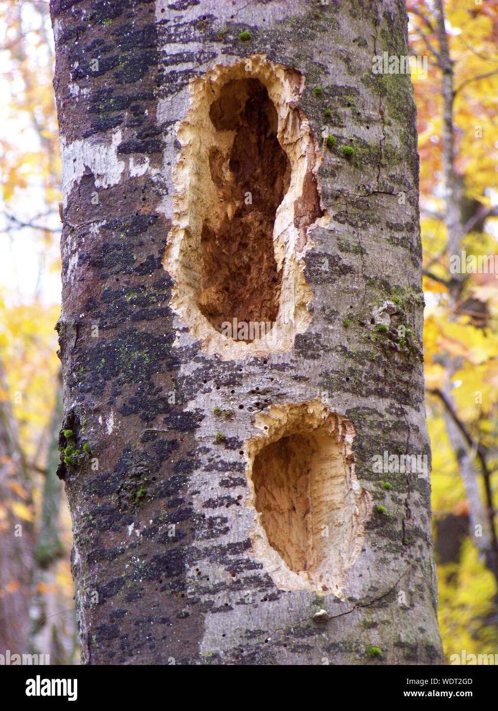 Forest Holes High Resolution Stock Photography and Images - Alamy