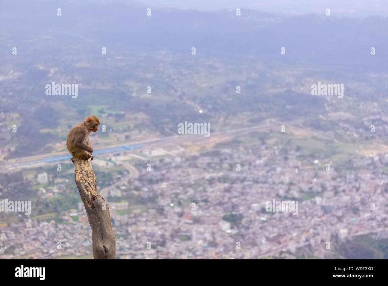 Dead Monkey High Resolution Stock Photography and Images - Alamy