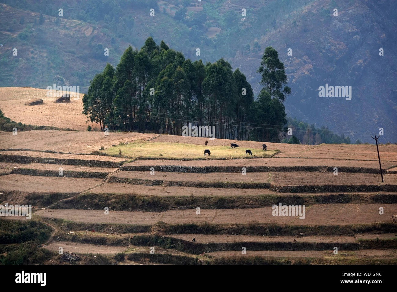 Beautiful step cultivation / terrace farming in Poombarai village near ...