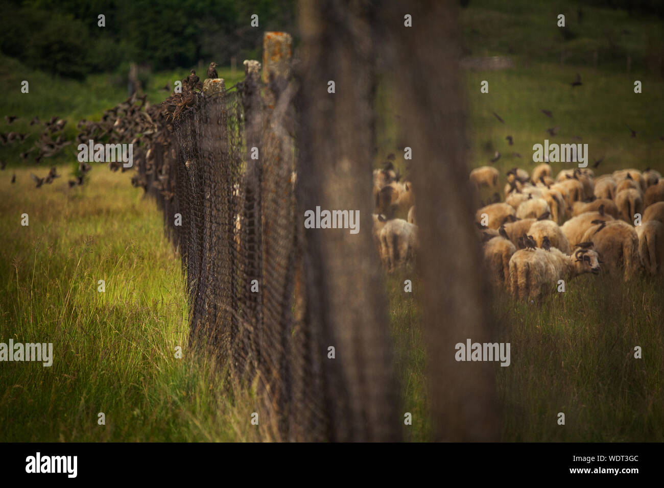 Flying sheep hi-res stock photography and images - Alamy