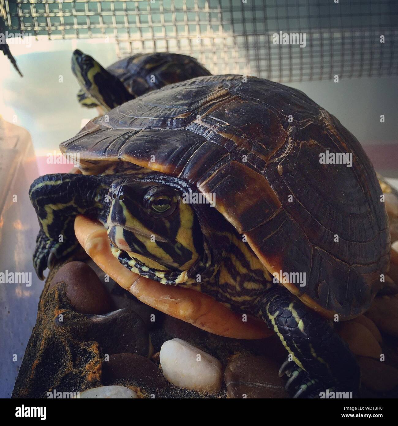 Turtles captivity hi-res stock photography and images - Alamy