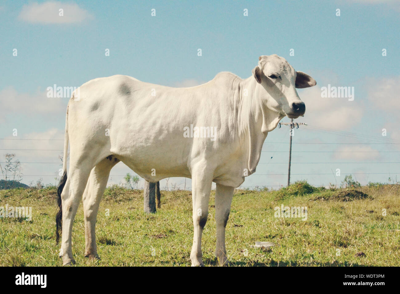 One cow side view on field hi-res stock photography and images - Alamy