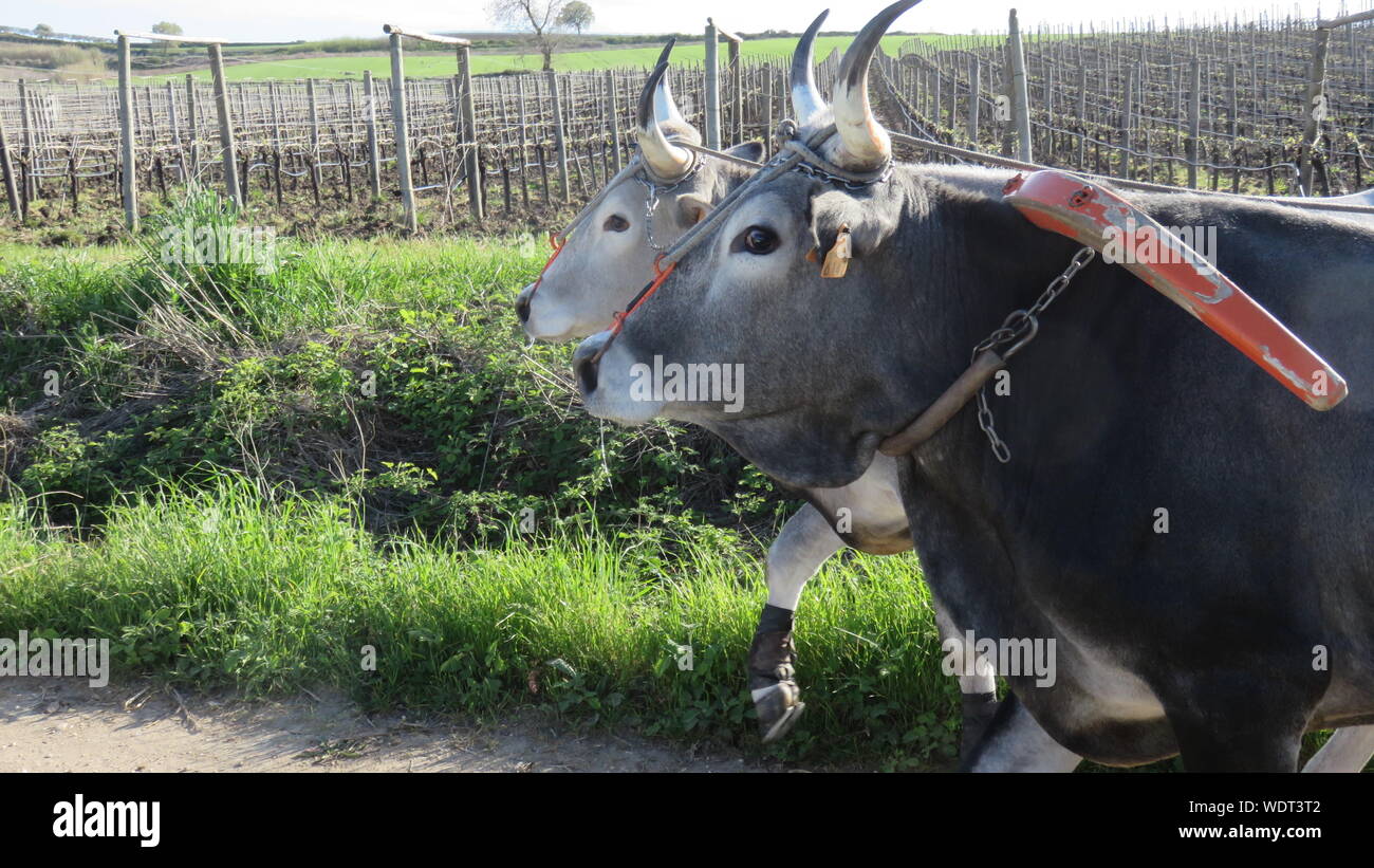 Yoke High Resolution Stock Photography and Images - Alamy