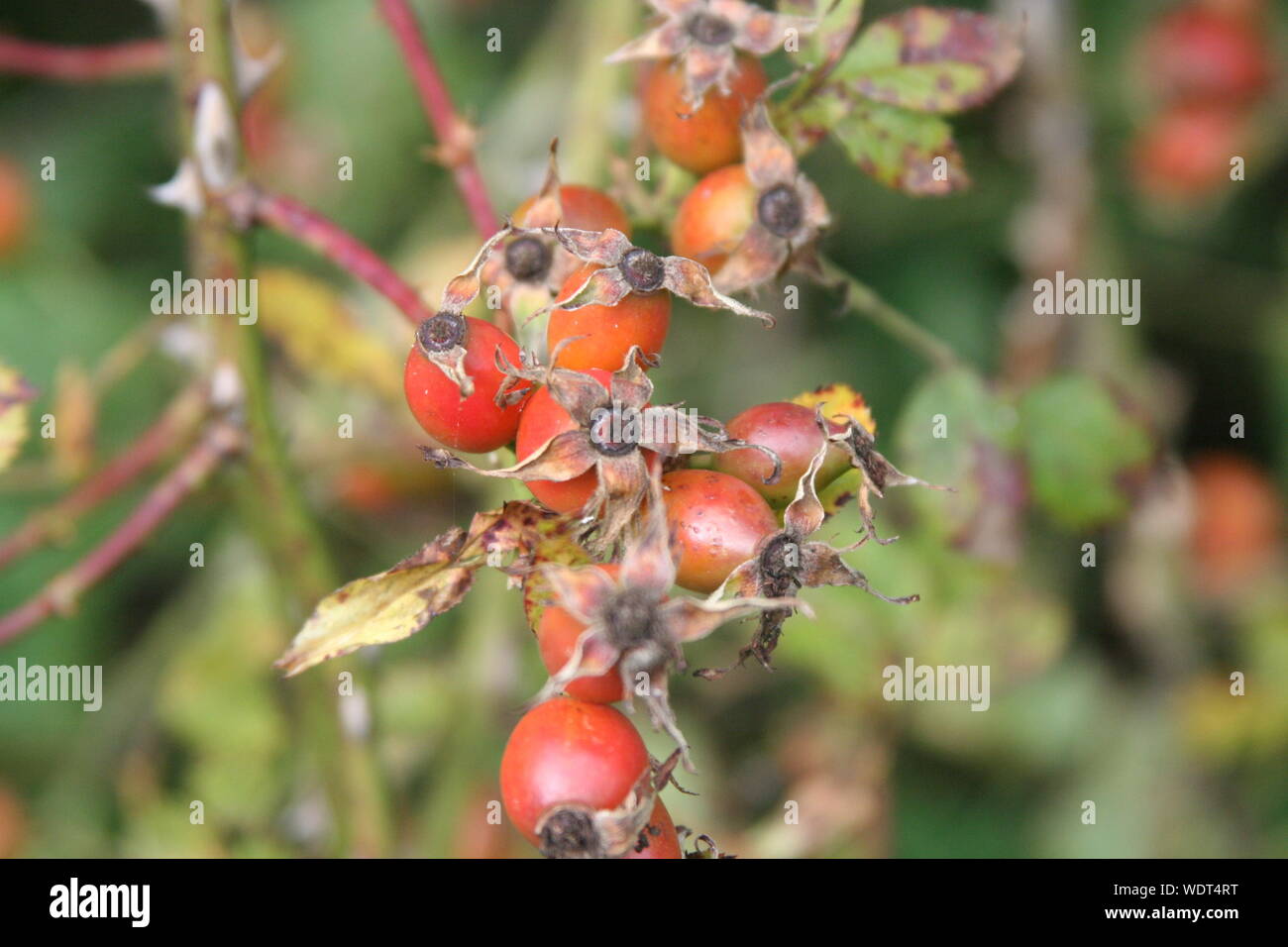 Rose hips plant hi-res stock photography and images - Alamy