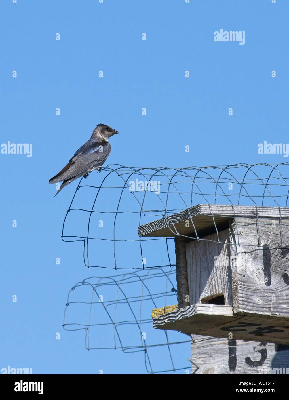 Subis nesting boxes hi-res stock photography and images - Alamy