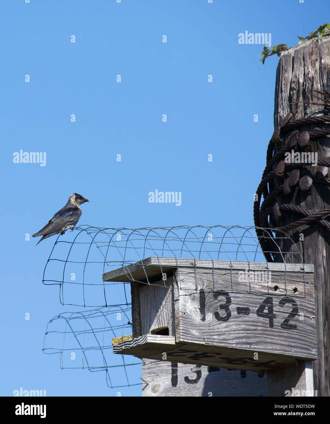 A purple martin assisted by the BC Purple Martin Stewardship and ...