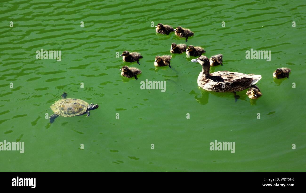 Mallard duck wild turtle in hi-res stock photography and images - Alamy