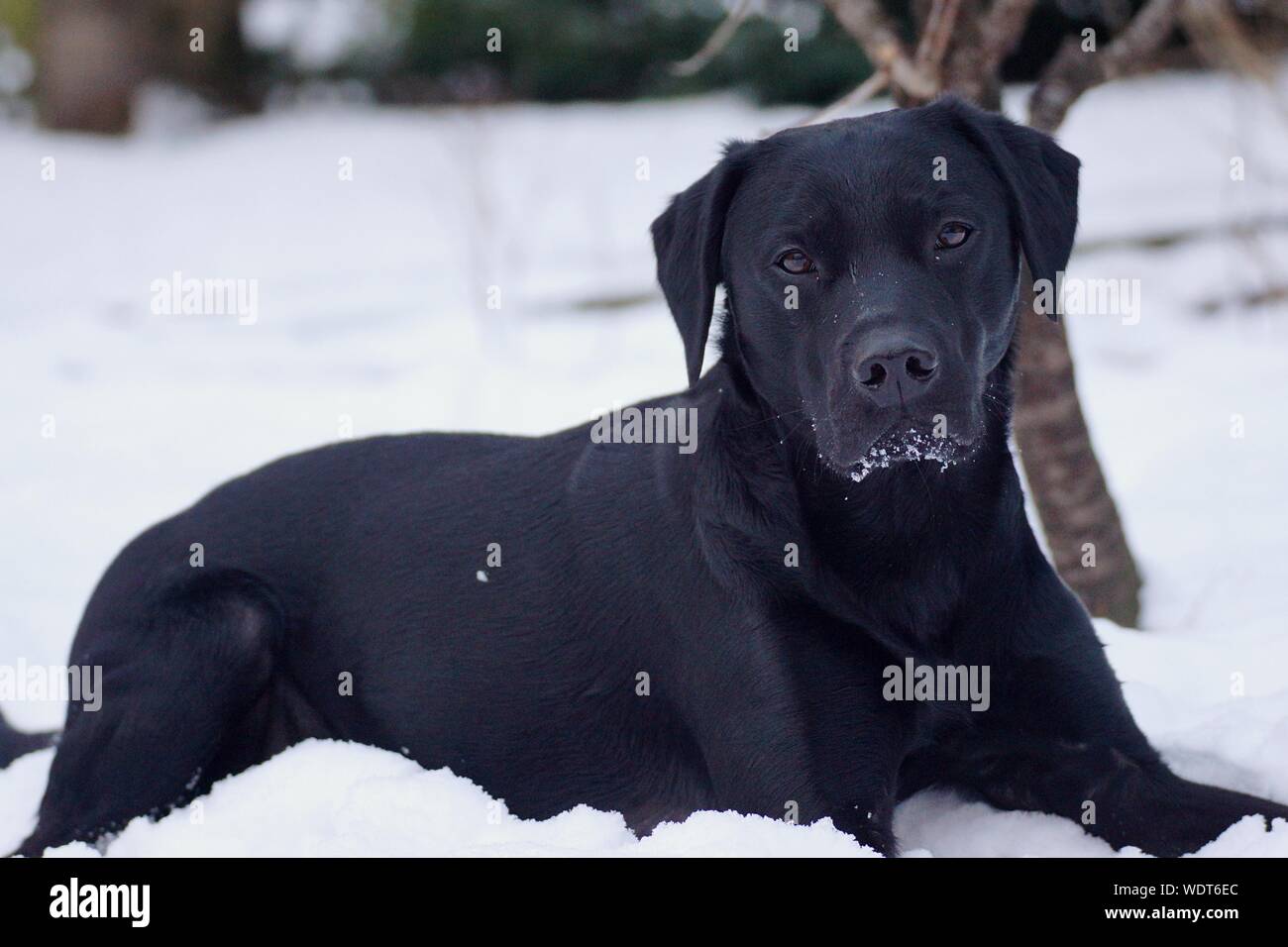 Black Labrador Snow High Resolution Stock Photography and Images - Alamy