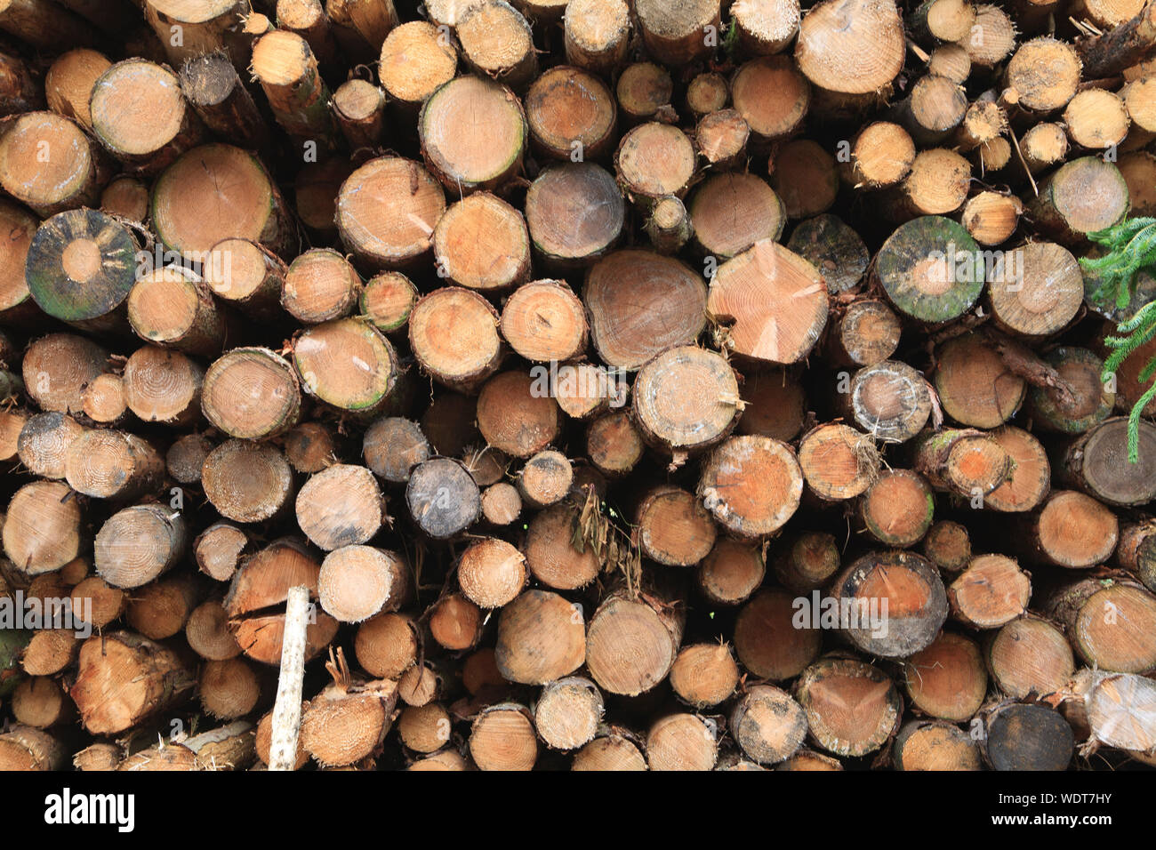 Pile Cut Branches Stack Logs Stock Photos & Pile Cut Branches Stack ...