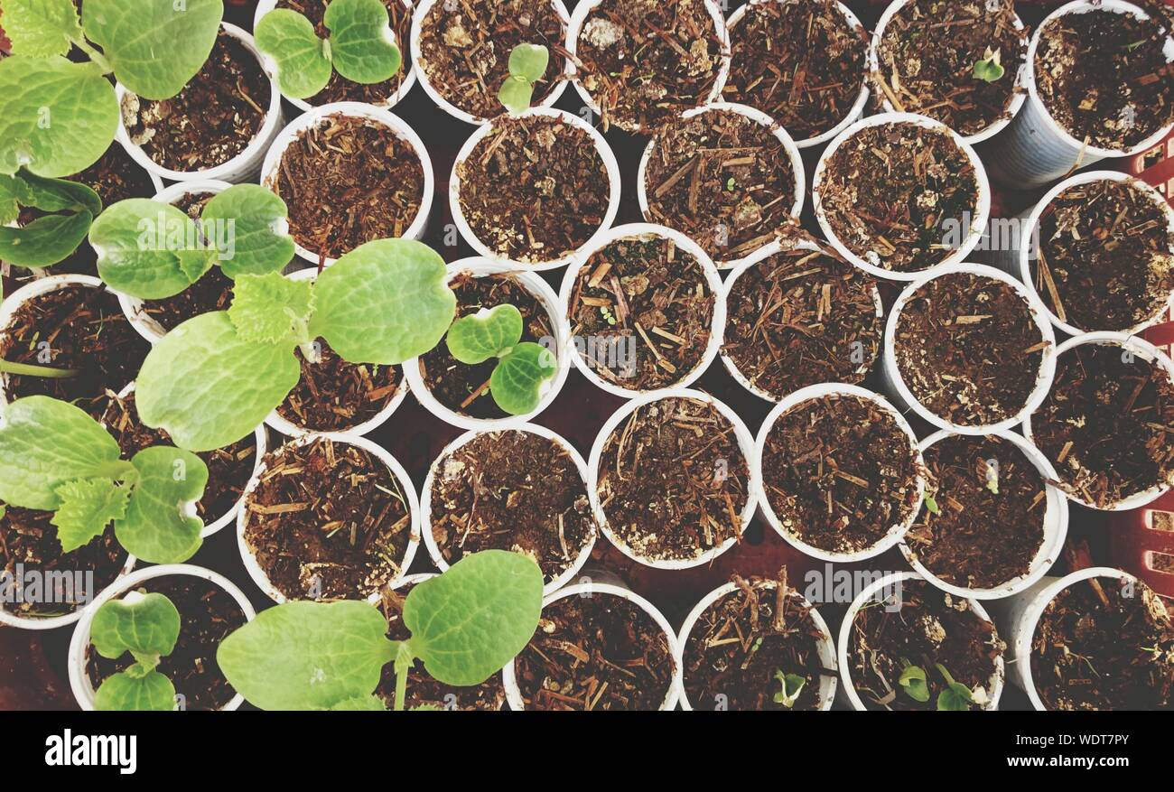 Soil plants hi-res stock photography and images - Alamy