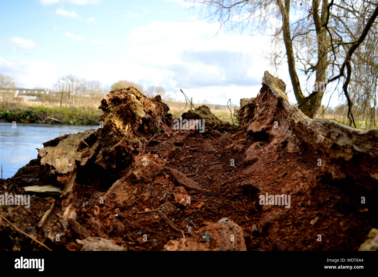 Rotten and fallen tree hi-res stock photography and images - Alamy