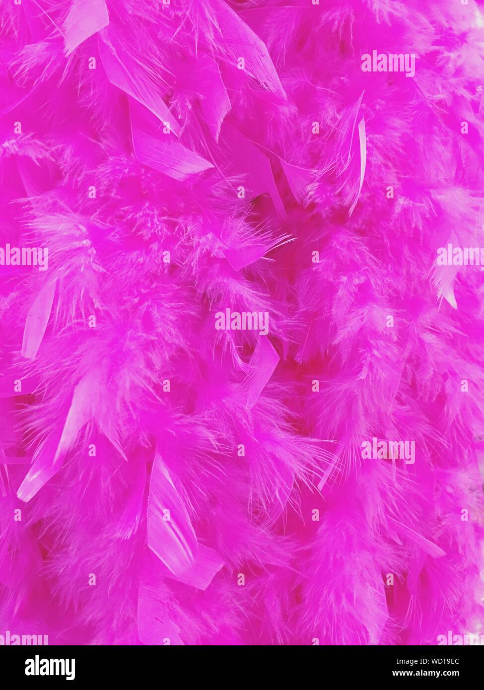 Still life with magenta color hi-res stock photography and images - Alamy