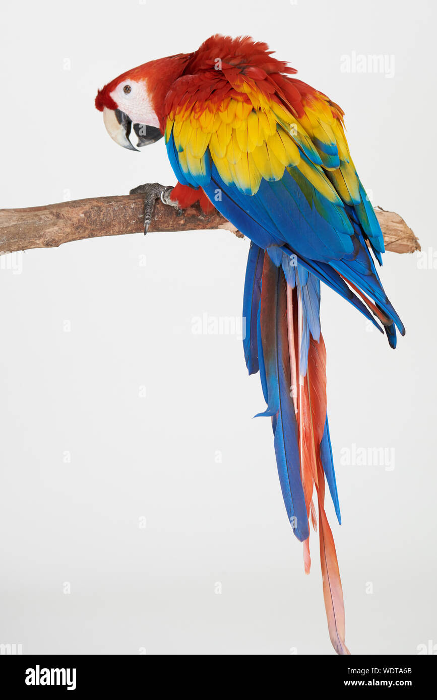 Back of red parrot sitting on tree branch isolated on white studio ...