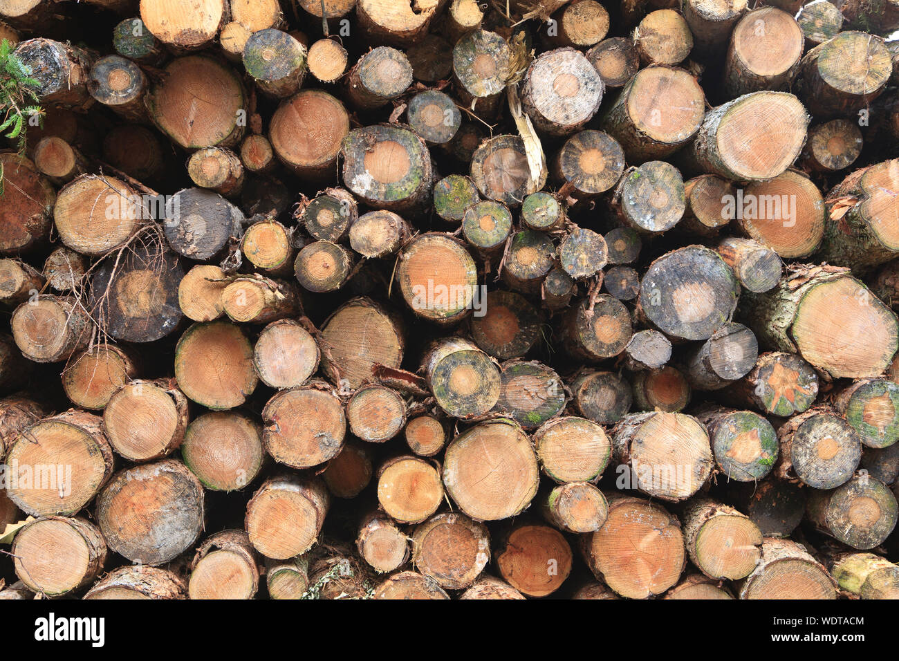 cut tree branches stacked up into a pile of logs Stock Photo - Alamy