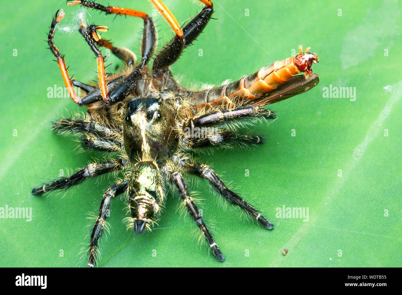 Insect eating spider hi-res stock photography and images - Alamy