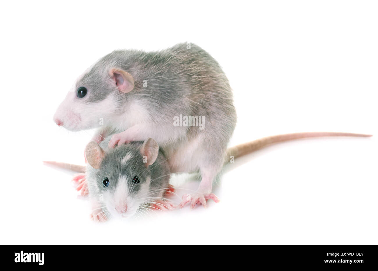 Such as mice hi-res stock photography and images - Alamy