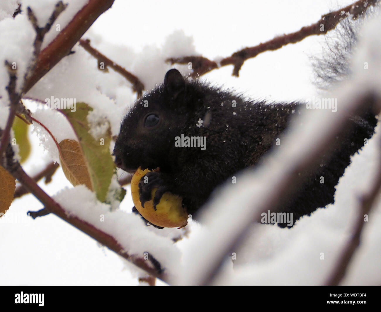 Food in snow hi-res stock photography and images - Alamy