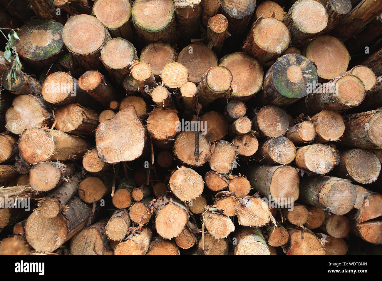 Pile cut branches stack logs hi-res stock photography and images - Alamy