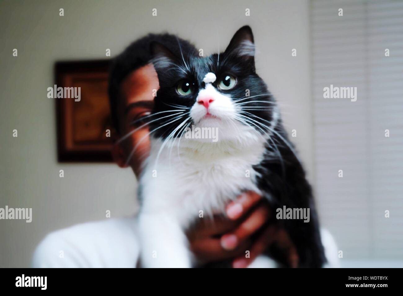 Boy holding cat hi-res stock photography and images - Alamy