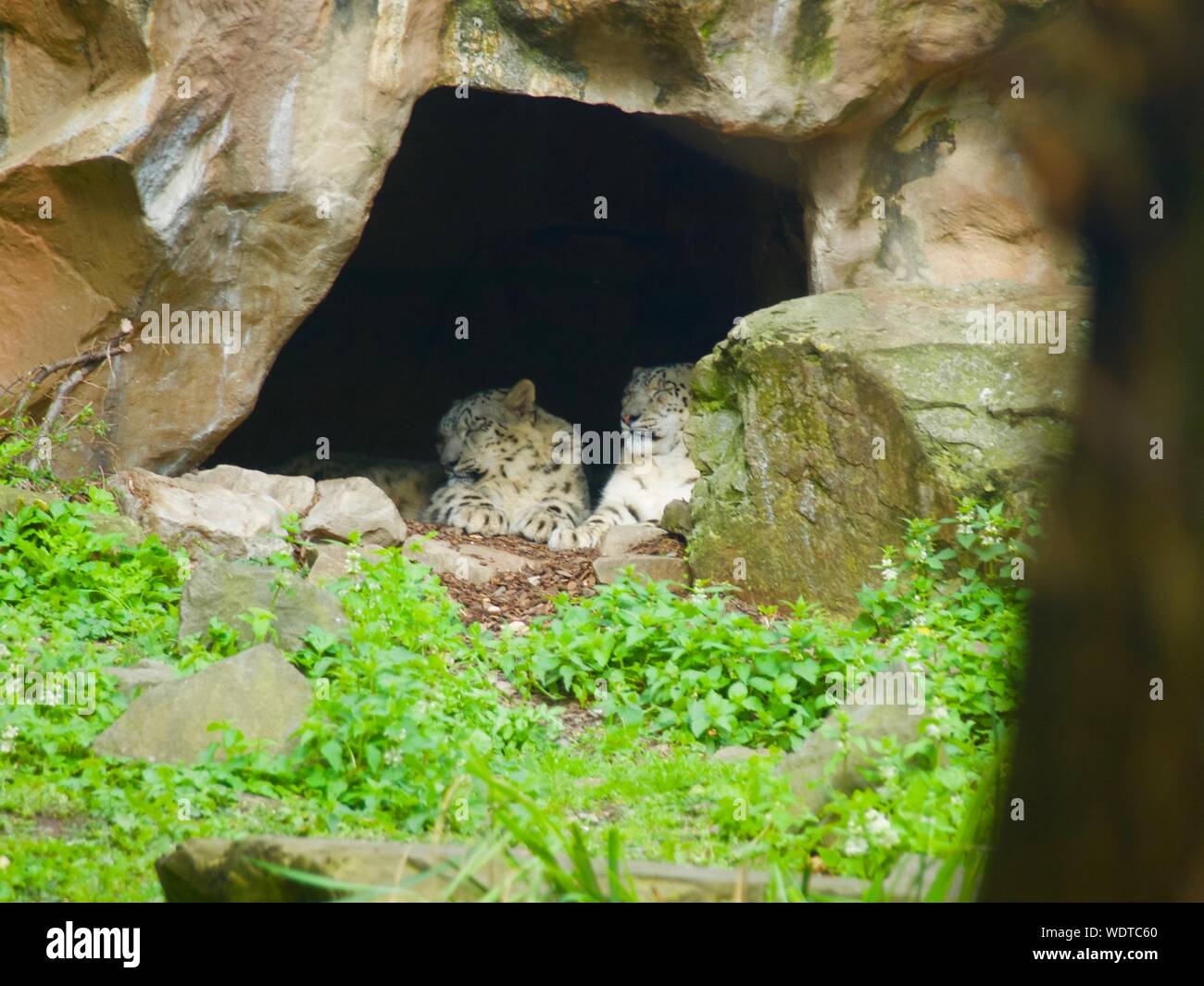 Two animals on cave hi-res stock photography and images - Alamy