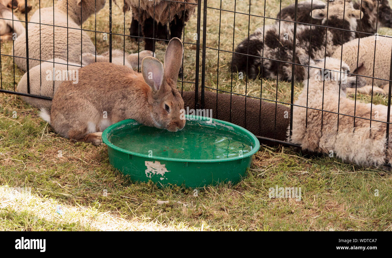 Water rabbit hi-res stock photography and images - Alamy