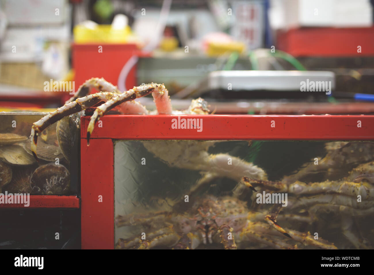 Swimming crabs hi-res stock photography and images - Alamy