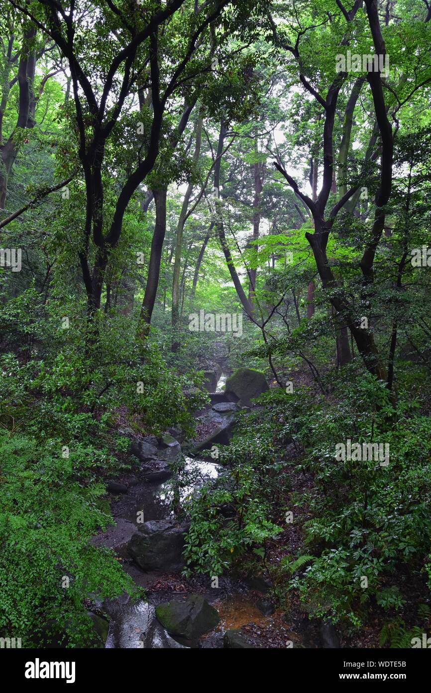 Traditional Japanese gardens in public parks in Tokyo, Japan. Views of ...