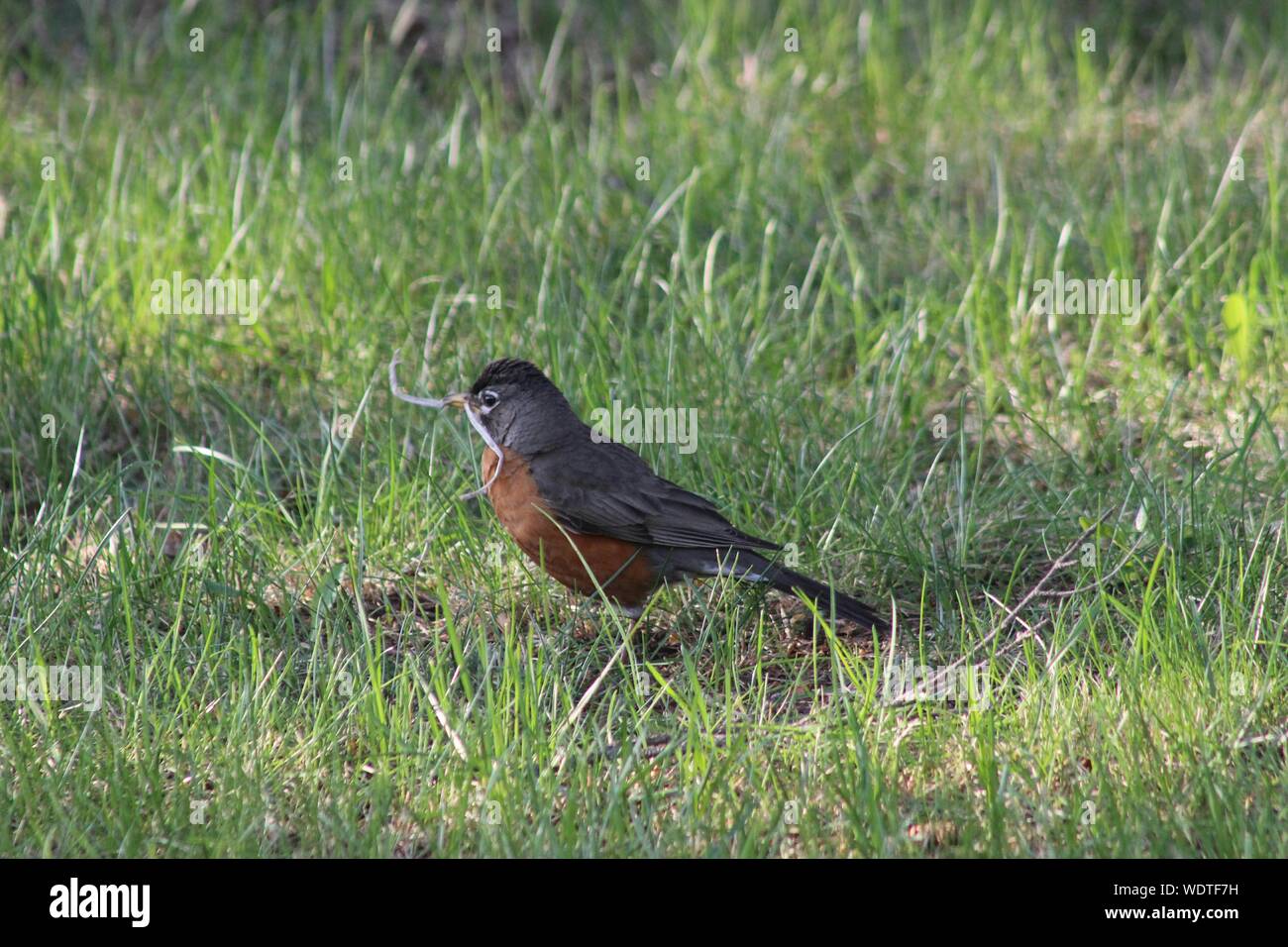 Robin in the grass hi-res stock photography and images - Alamy