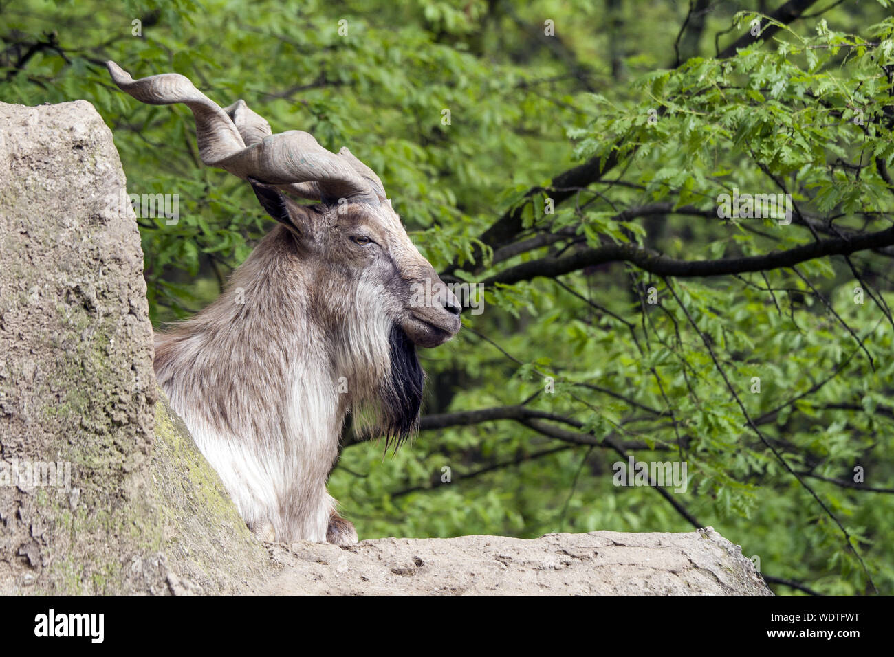 Markhor in tree hi-res stock photography and images - Alamy