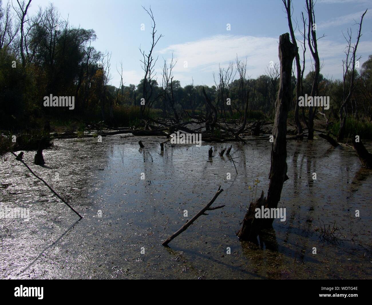Dead tree swamp hi-res stock photography and images - Alamy