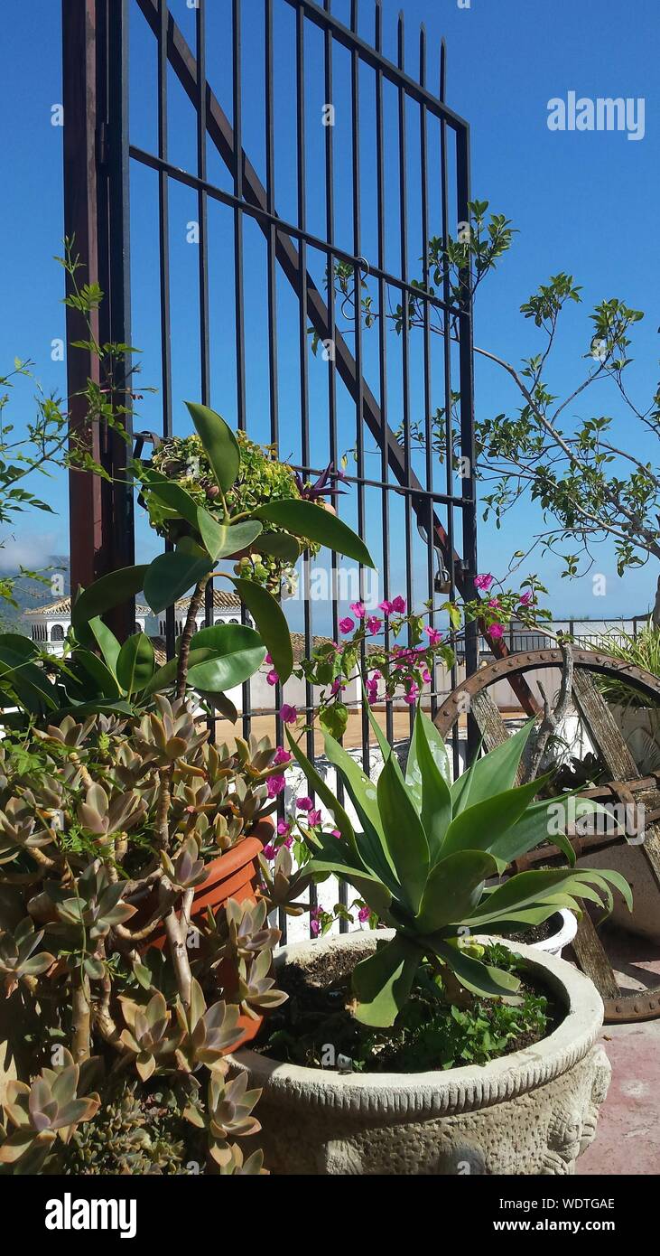 Plants gate hi-res stock photography and images - Alamy