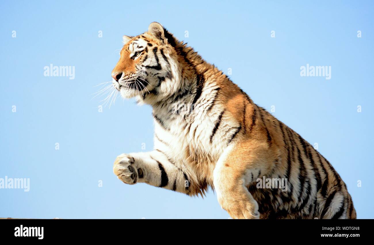 Jumping Tiger High Resolution Stock Photography and Images - Alamy