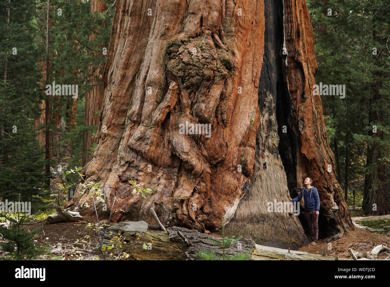 One huge tree hi-res stock photography and images - Alamy