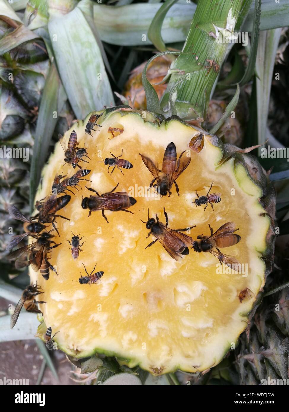 Insects and fruit hi-res stock photography and images - Alamy